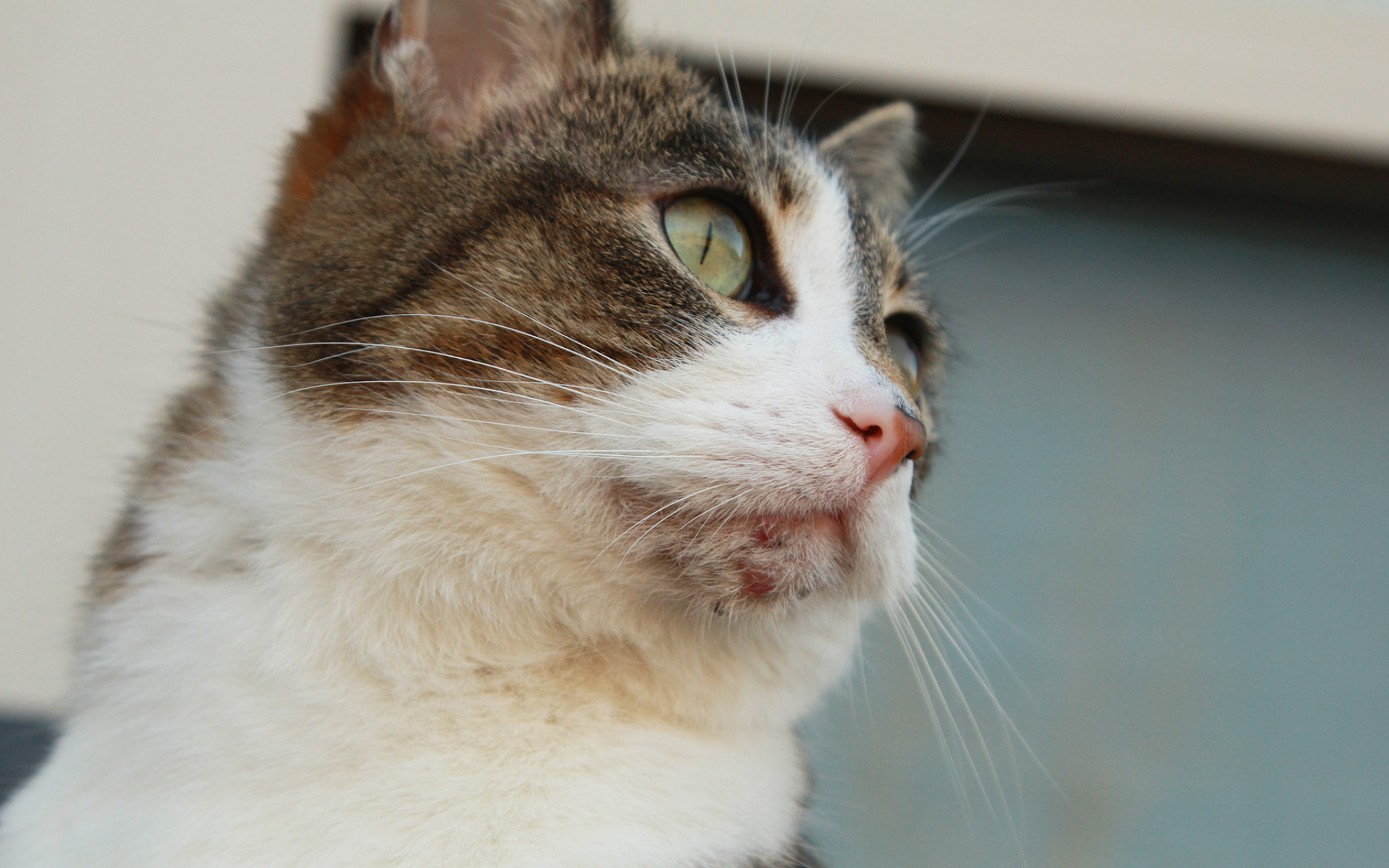 L acn Du Chat Comment Faire Pour Le Soigner GUIDE l-acn-du-chat-comment-faire-pour-le-soigner-guide