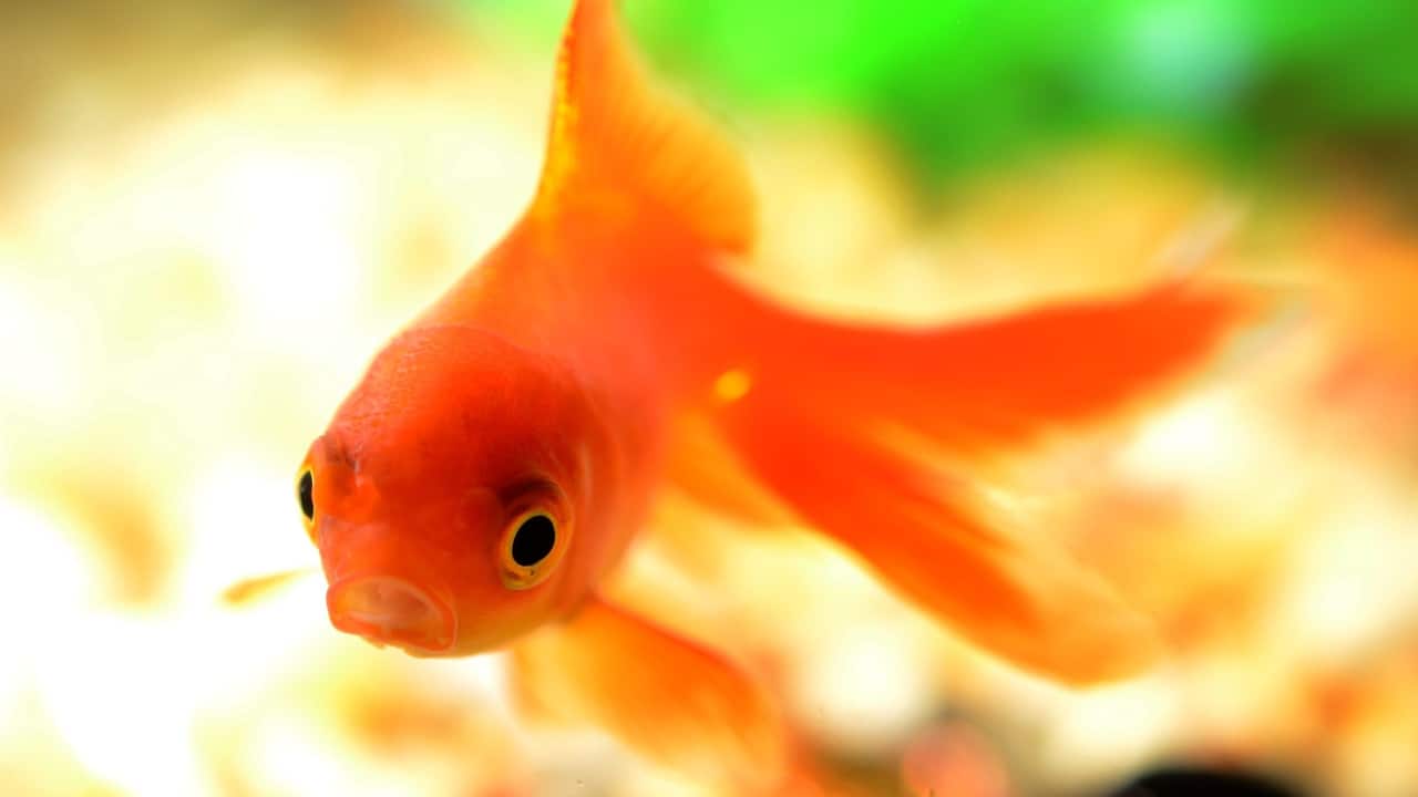 Comment changer l'eau d'un poisson rouge ? [GUIDE]