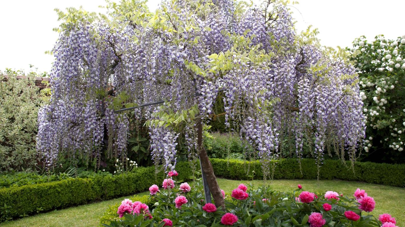 Glycine : La planter, faire pousser, l'entretenir et tailler