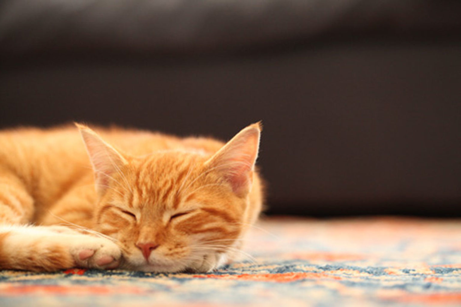 Mon chat dort tout le temps, beaucoup... Que faire ? [GUIDE]