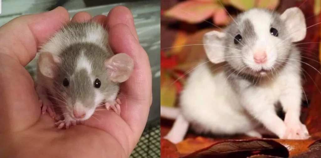 Rat Dumbo : Infos, comportement et guide de soins